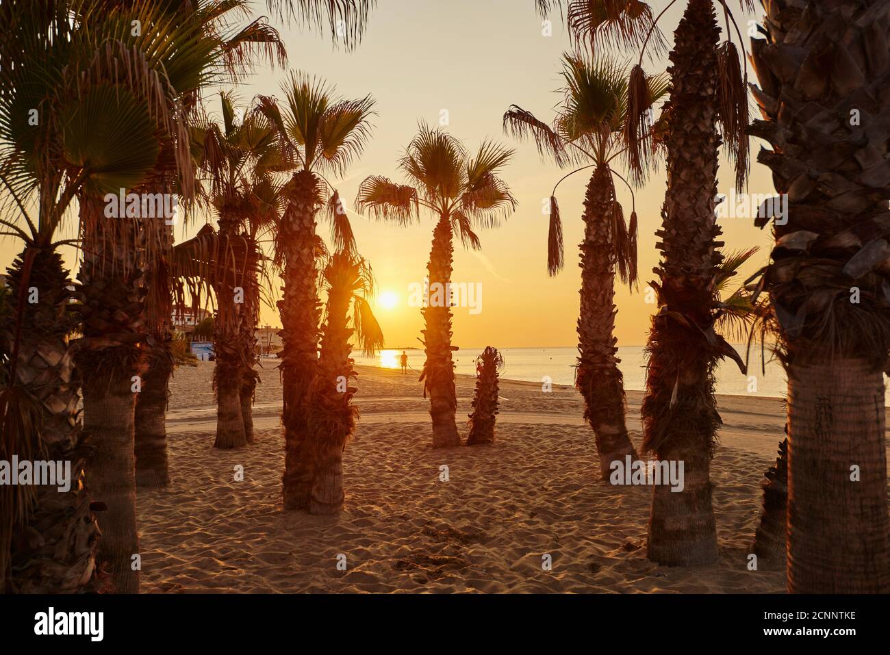 Landscape, beach, palm trees, Coma-Ruga, Tarragona Province, Catalonia ...