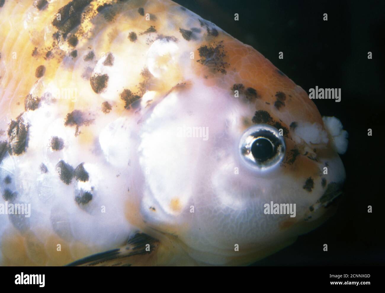 Pom-pom calico fantail goldfish (Carassius auratus Stock Photo - Alamy