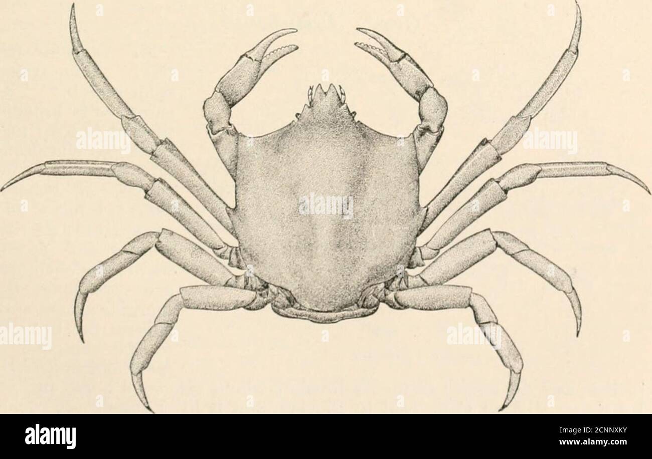 Lyratus hi-res stock photography and images - Alamy