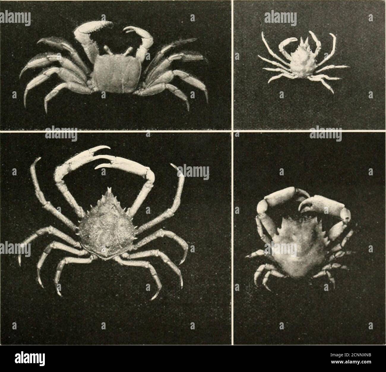 Crabs holes on beach hi-res stock photography and images - Alamy
