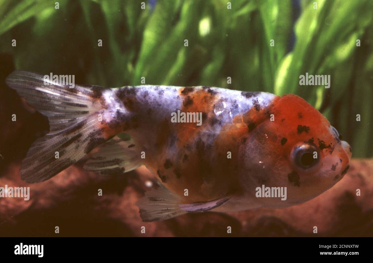 Calico Japanese lionhead goldfish (Carassius auratus Stock Photo - Alamy