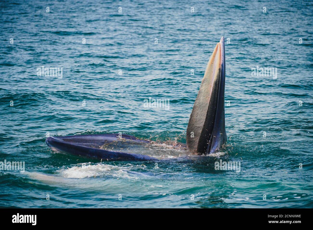 Humpback Whale Eating Fish