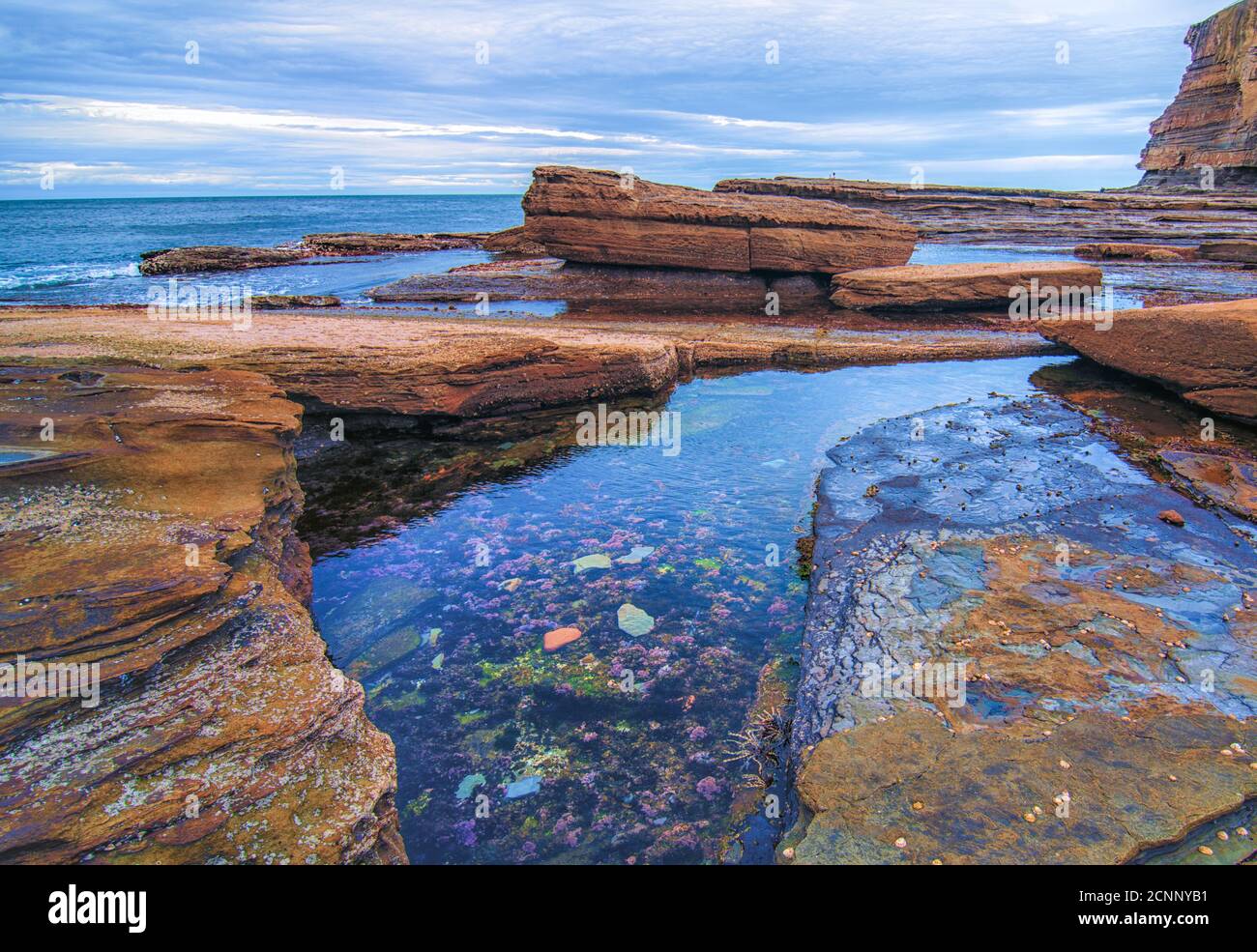 Rocky coastline and rock pool, The Skillion, Terrigal, New South Wales ...
