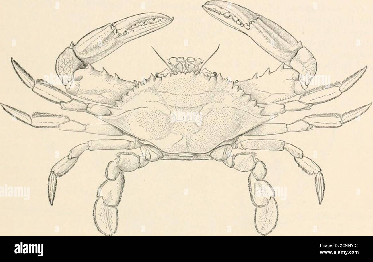 Granulated swimming crab hi-res stock photography and images - Alamy