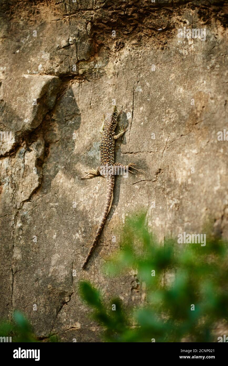 Pearl lizard (Timon lepidus), stone, sitting, rear view Stock Photo - Alamy