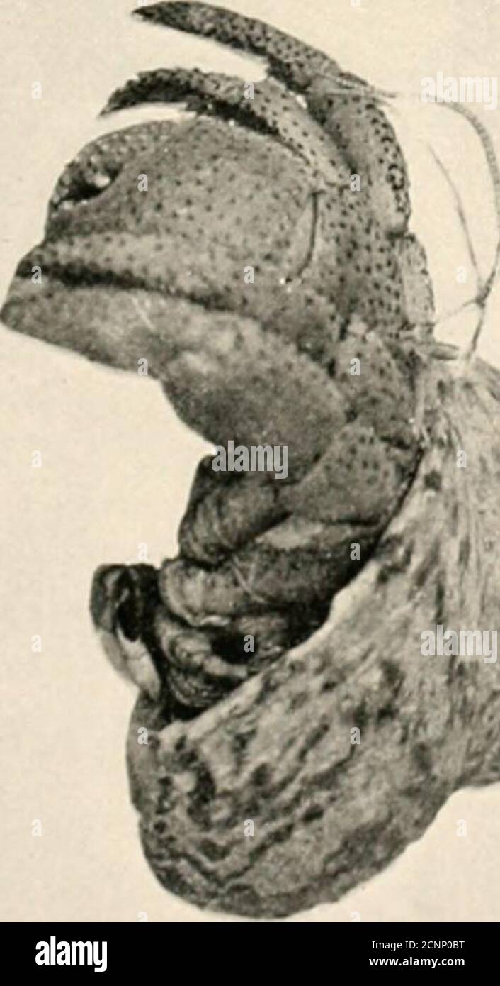 . The sea-beach at ebb-tide : a guide to the study of the seaweeds and ...