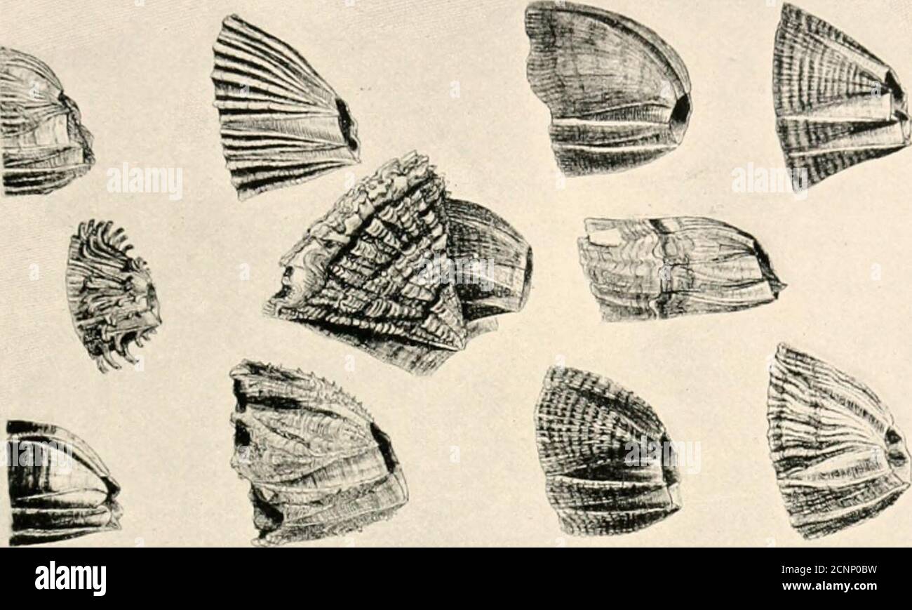 . The sea-beach at ebb-tide : a guide to the study of the seaweeds and ...