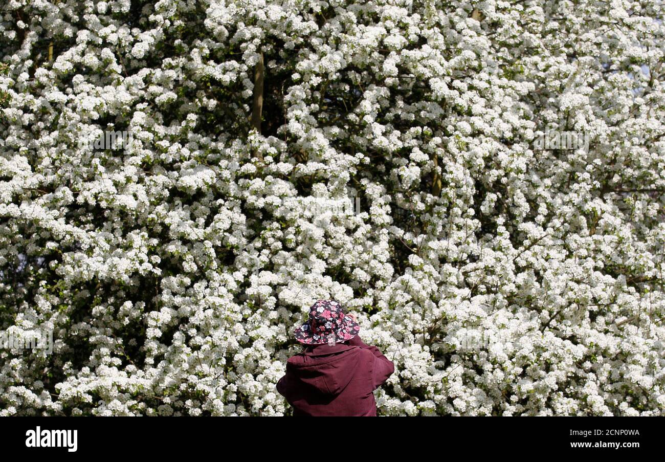 Royal botanic gardens kew cherry hi-res stock photography and images ...