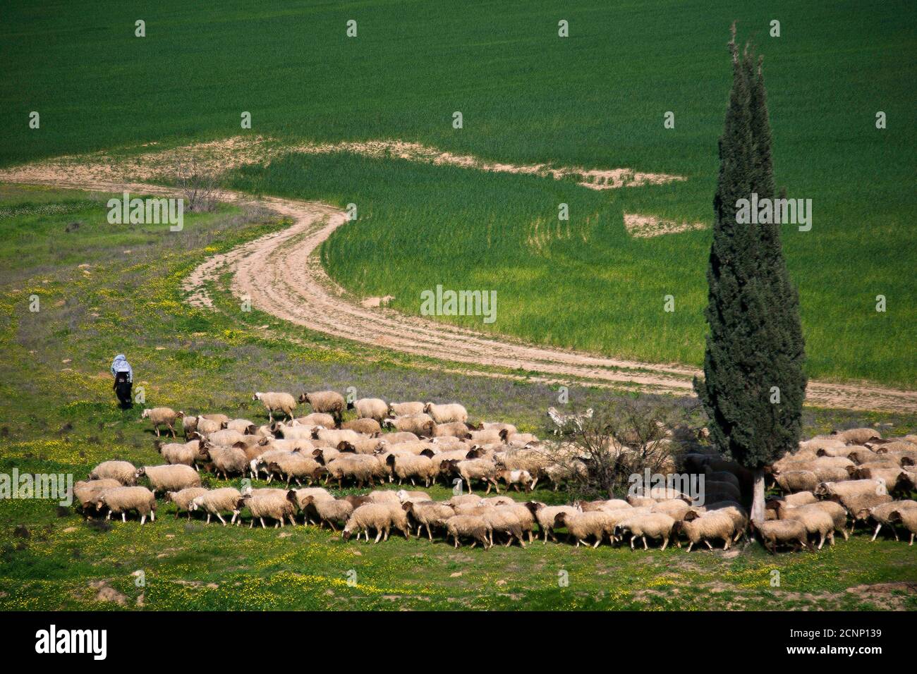 Bedouin shepherd israel hi-res stock photography and images - Alamy