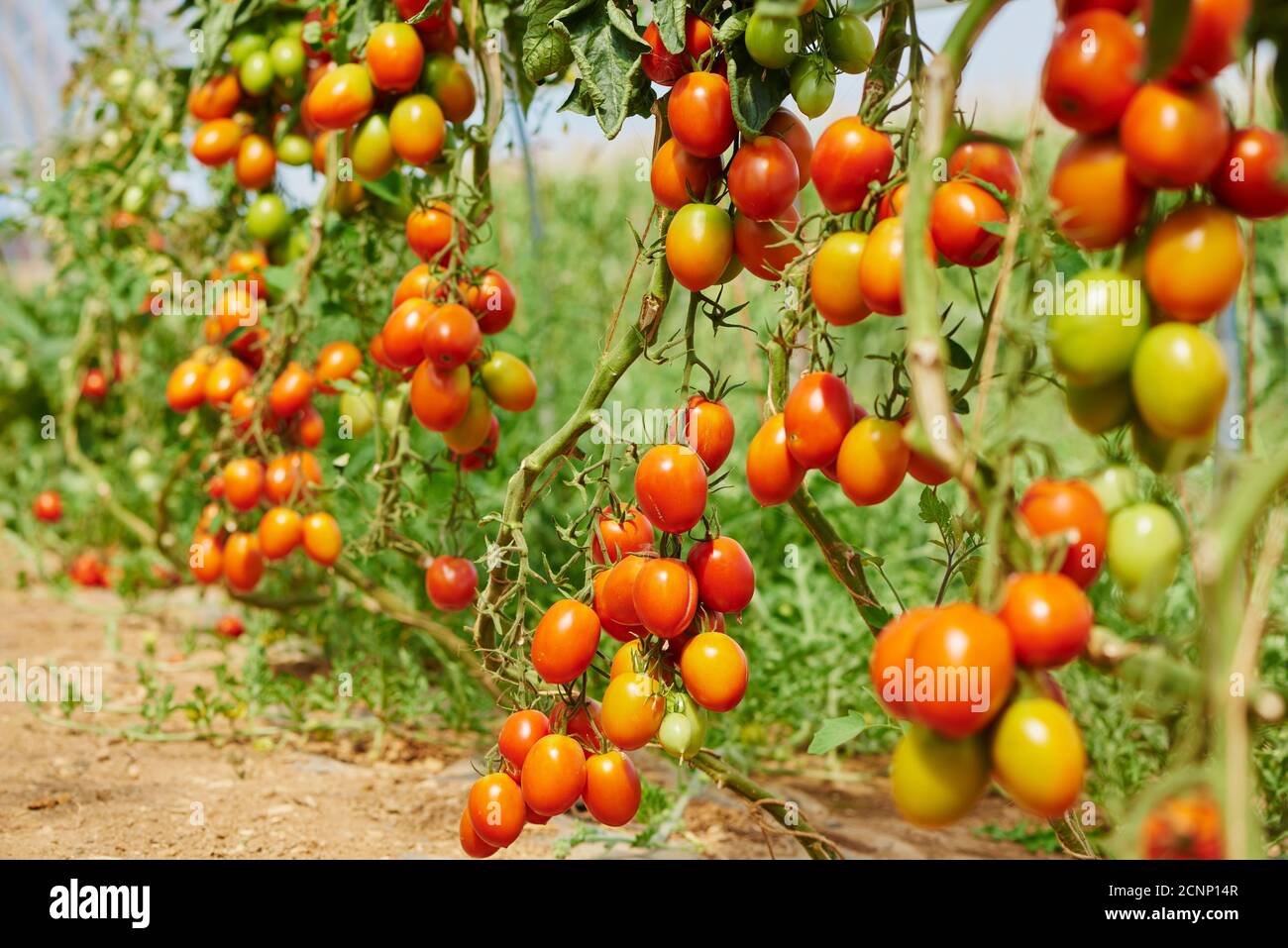 Tomato (Solanum lycopersicum), fruits, ripe, red, breeding, close-up ...