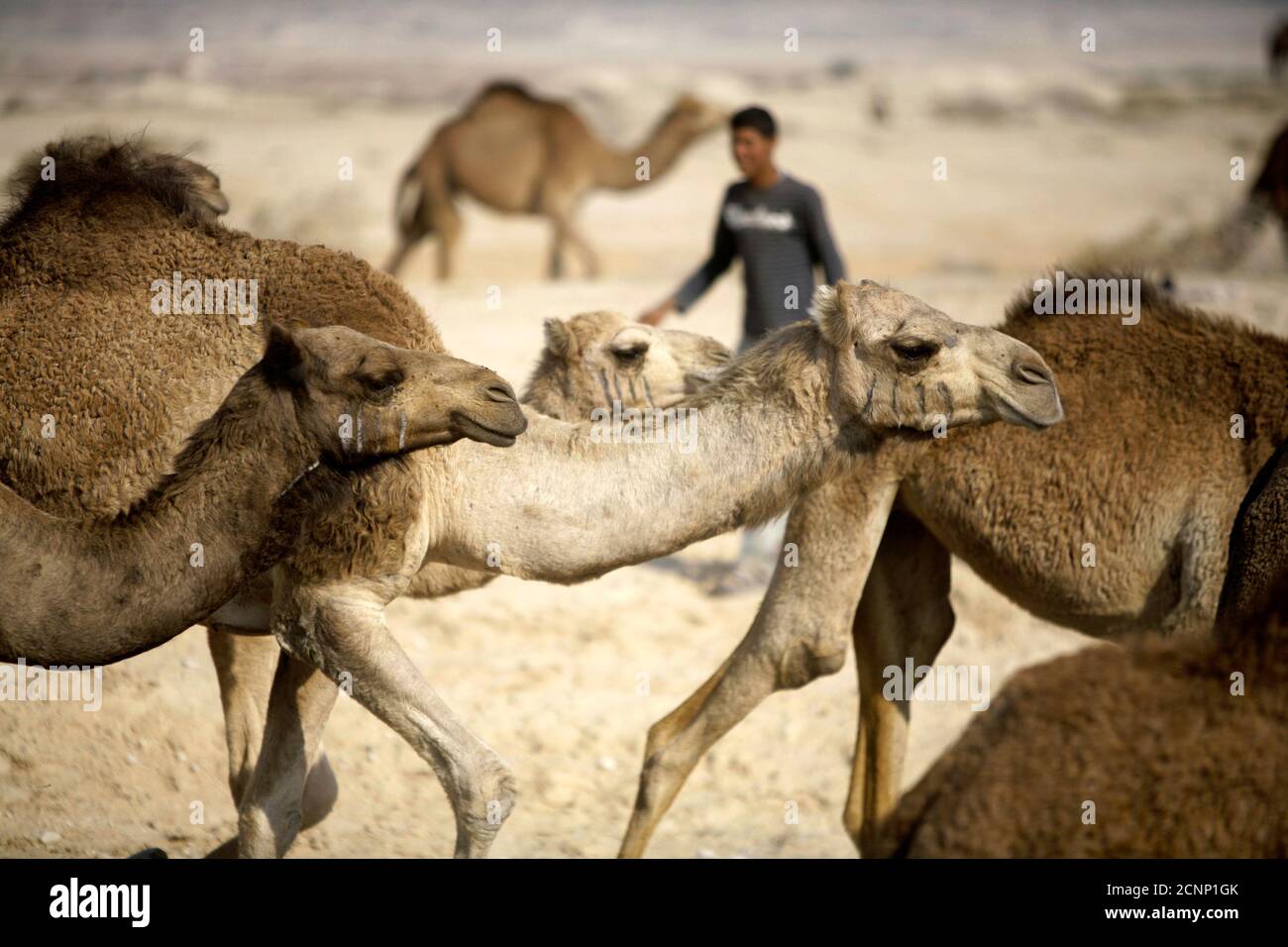 Multiple Camels High Resolution Stock Photography and Images - Alamy