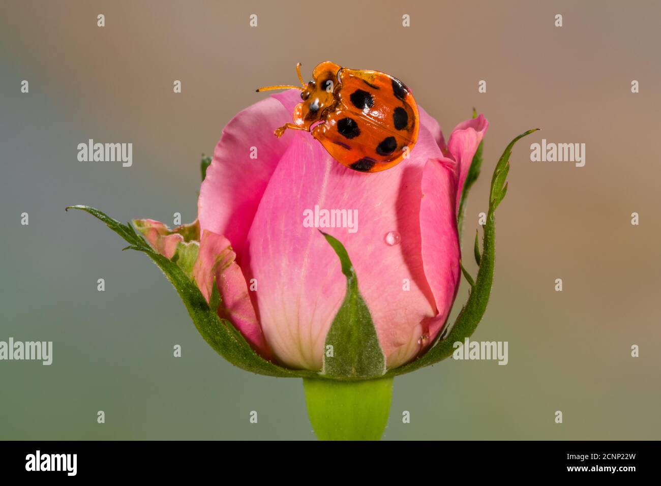 Close-up of a ladybug on a pink rose, Indonesia Stock Photo - Alamy