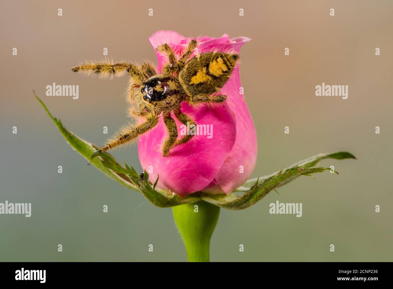 Jumping spider on a pink rose, Indonesia Stock Photo - Alamy