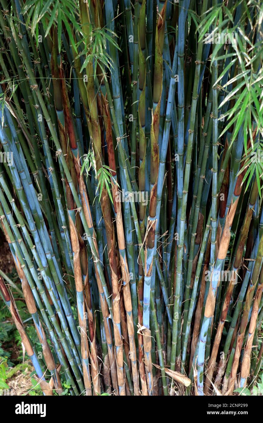 Bamboo forest, natural green background of stalks and branches. Nature ...
