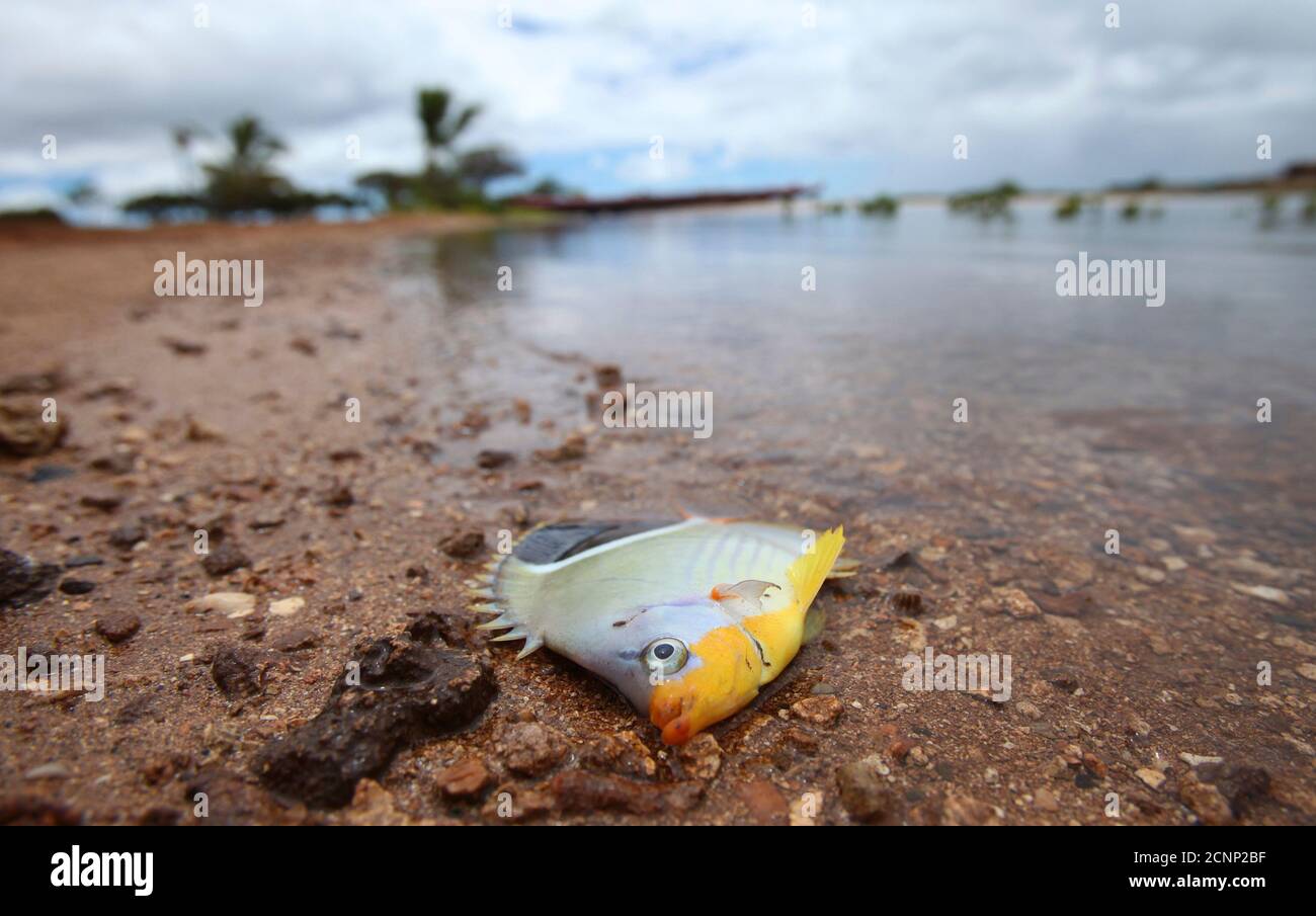 Massive fish death hi-res stock photography and images - Alamy