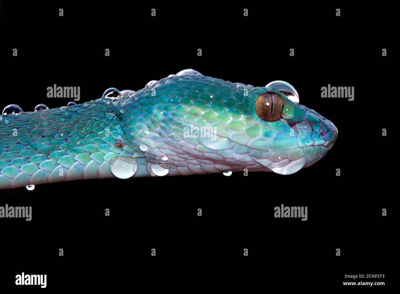 Close-up of a white-lipped island pit viper covered in water droplets ...