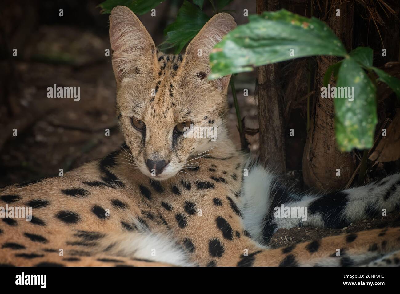 Portrait of a serval cat lying by a tree, Indonesia Stock Photo - Alamy