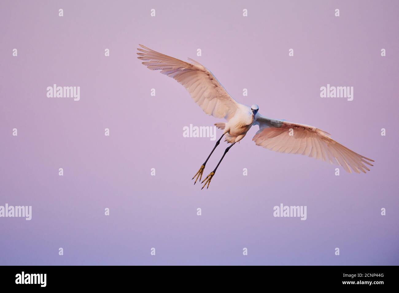 Flying head hi-res stock photography and images - Alamy