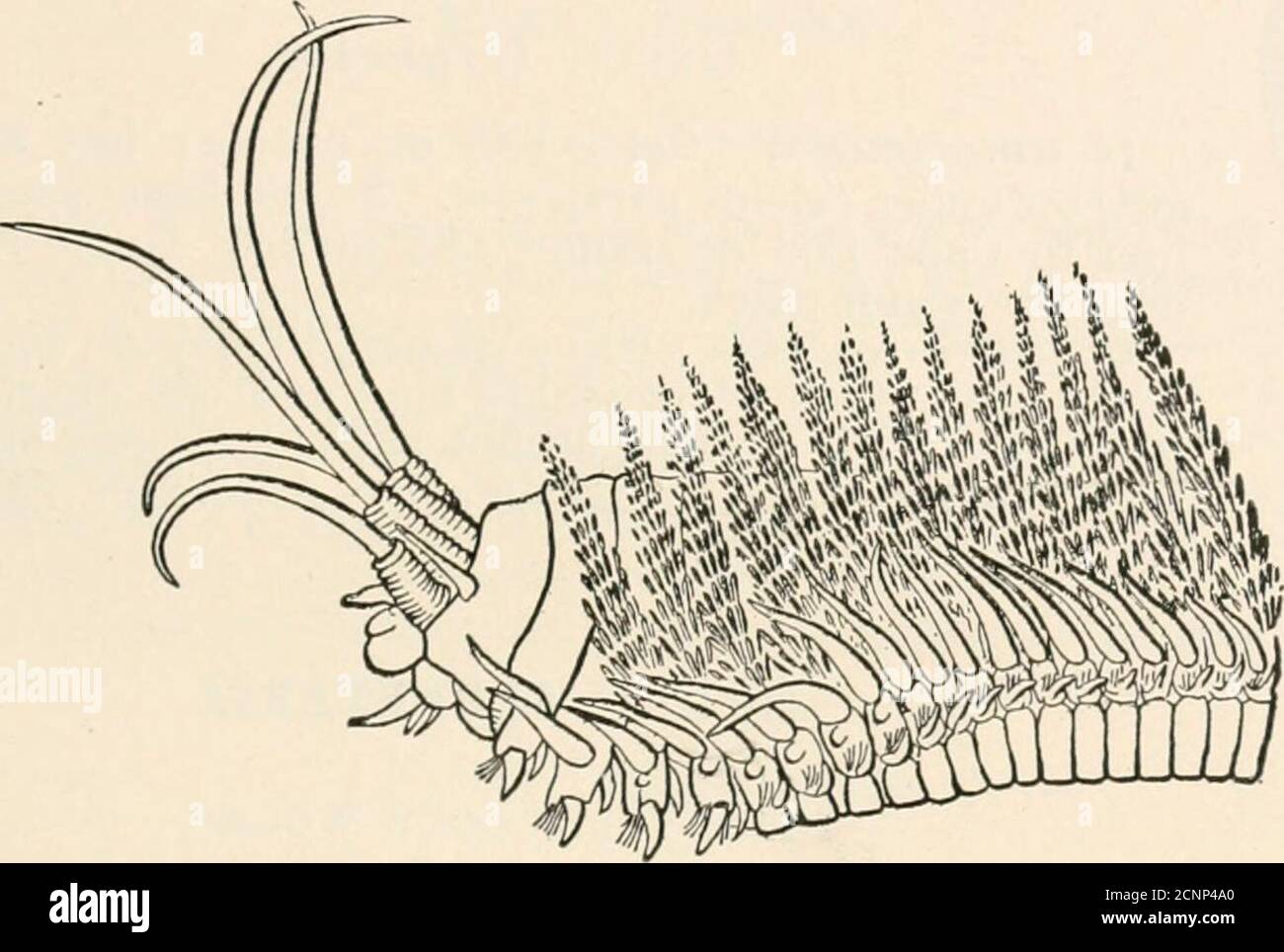 . The sea-beach at ebb-tide : a guide to the study of the seaweeds and ...
