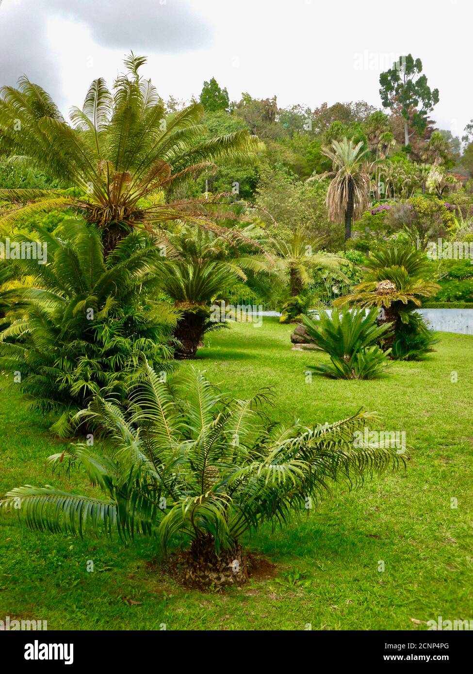 Species of palm hi-res stock photography and images - Alamy