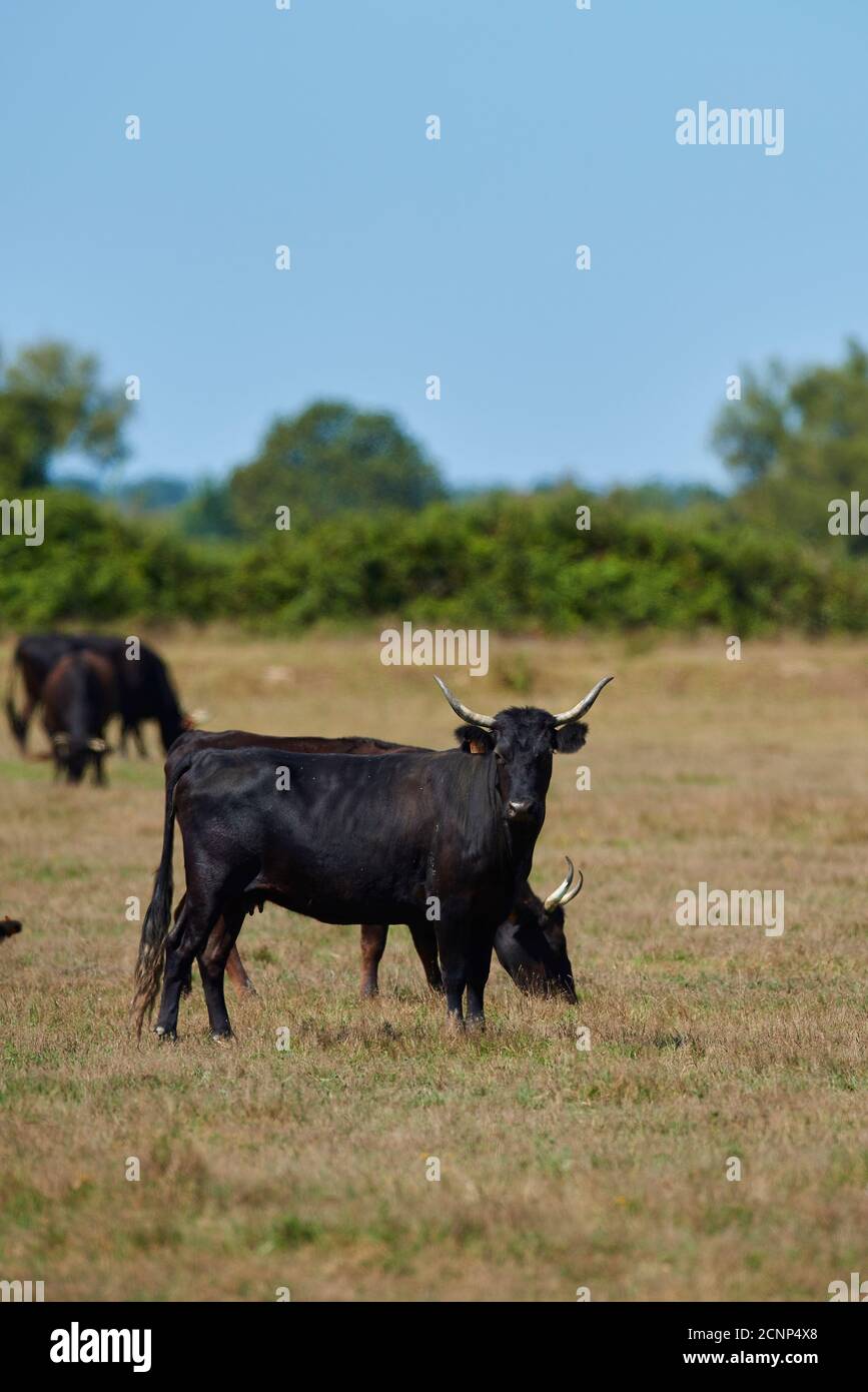 Camargue cattle (Bos taurus), field, sideways, standing Stock Photo - Alamy