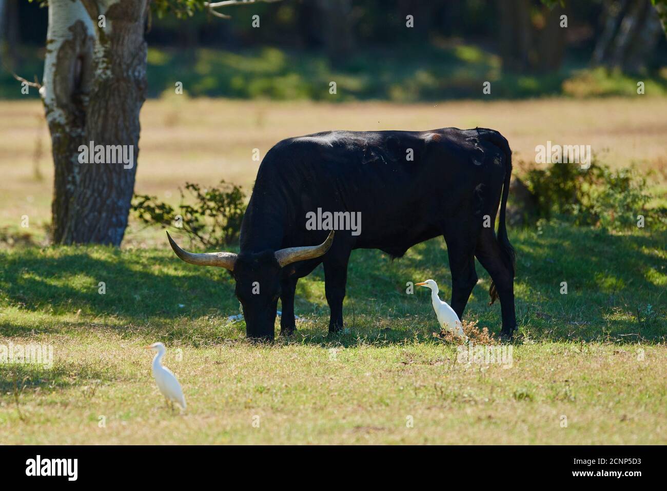 Camargue cattle (Bos taurus), field, sideways, standing Stock Photo - Alamy