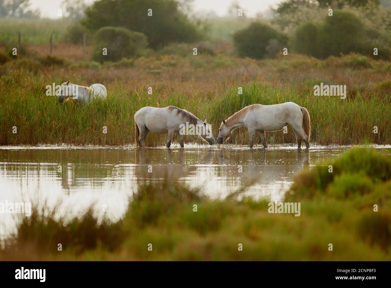 Camargue Horse Equus Caballus Field Stand Shore Water Stock Photo camargue-horse-equus-caballus-field-stand-shore-water-stock-photo