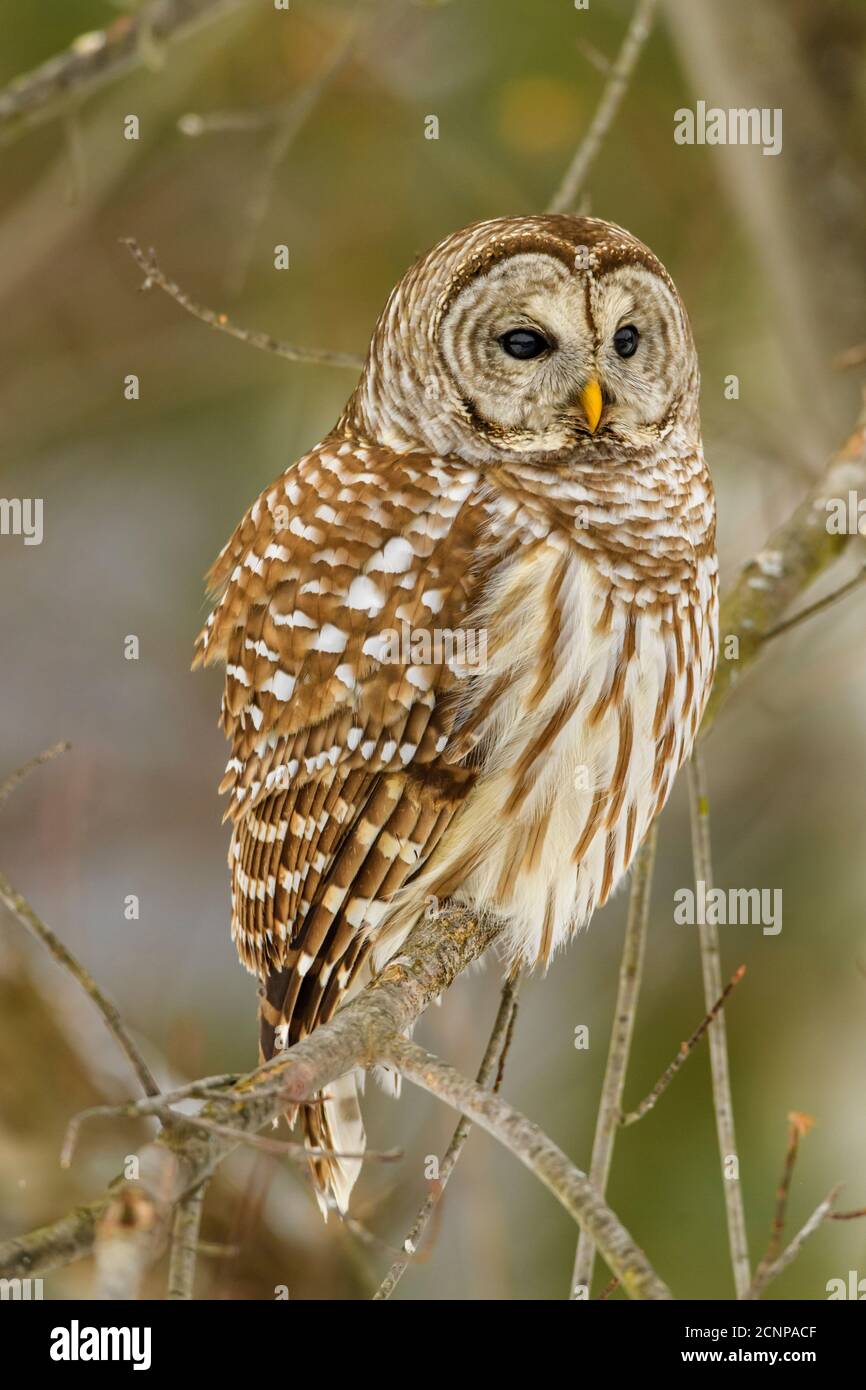 Barred owl hi-res stock photography and images - Alamy