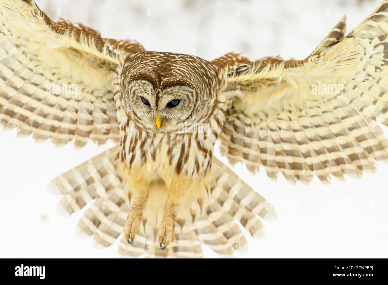 Barred owl native north hi-res stock photography and images - Alamy
