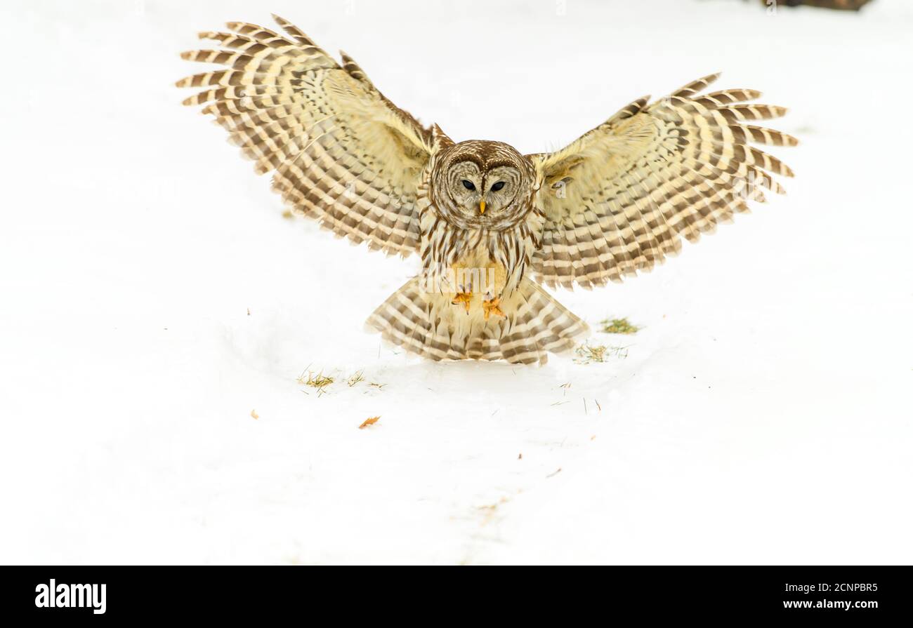 Species of owl native to ontario hi-res stock photography and images ...