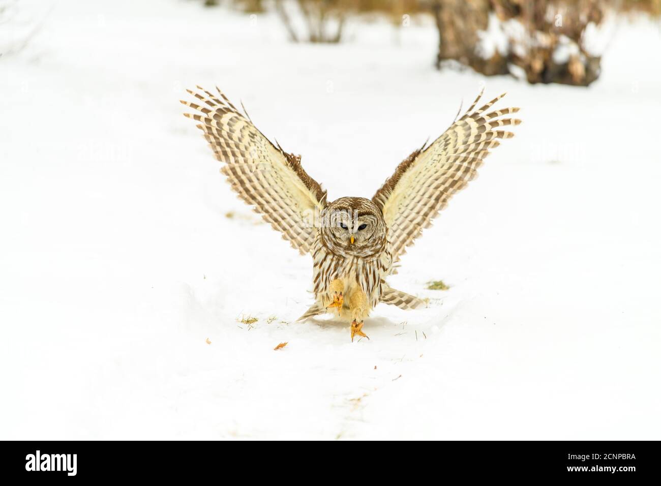 Barred owl (Strix varia) in flight., Greater Sudbury, Ontario, Canada ...