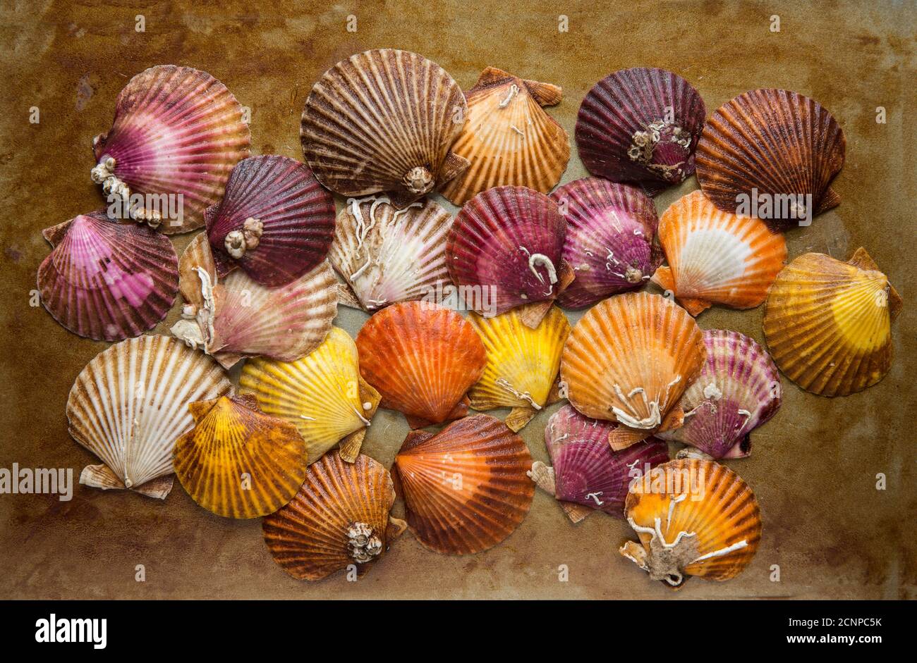 A photograph of queen scallop shells, Aequipecten opercularis, showing ...