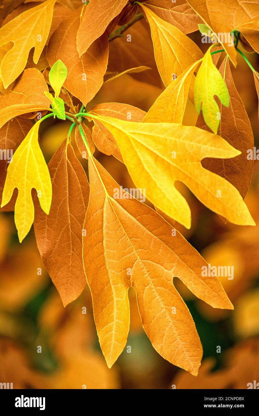 Sassafras tree hi-res stock photography and images - Alamy