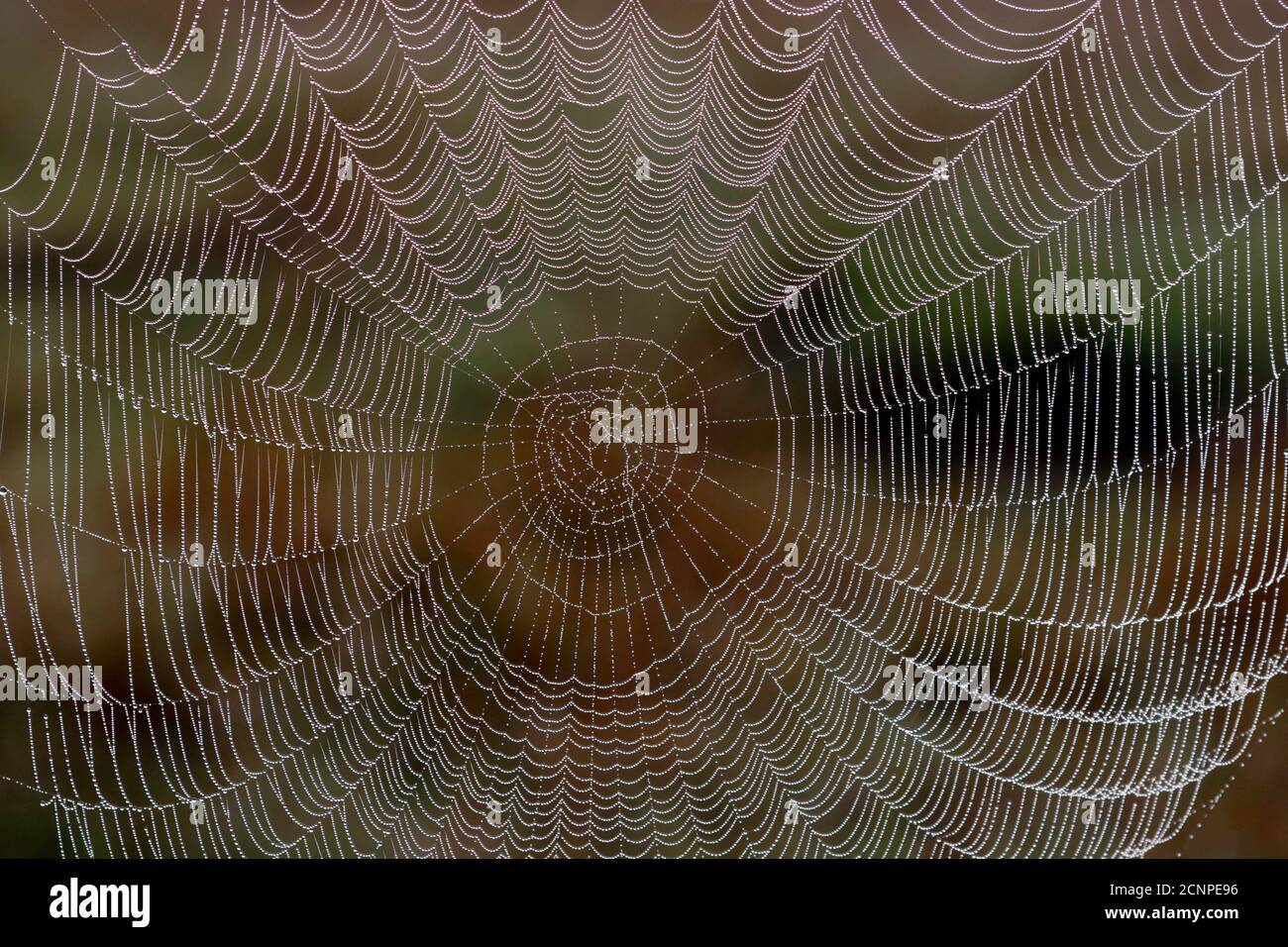 Filigree patterns hi-res stock photography and images - Alamy