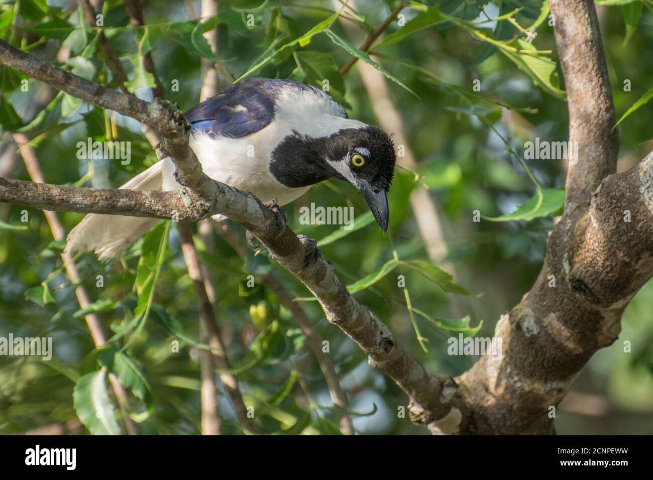 White-tailed Jay (Cyanocorax mystacalis) is a range restricted corvid ...