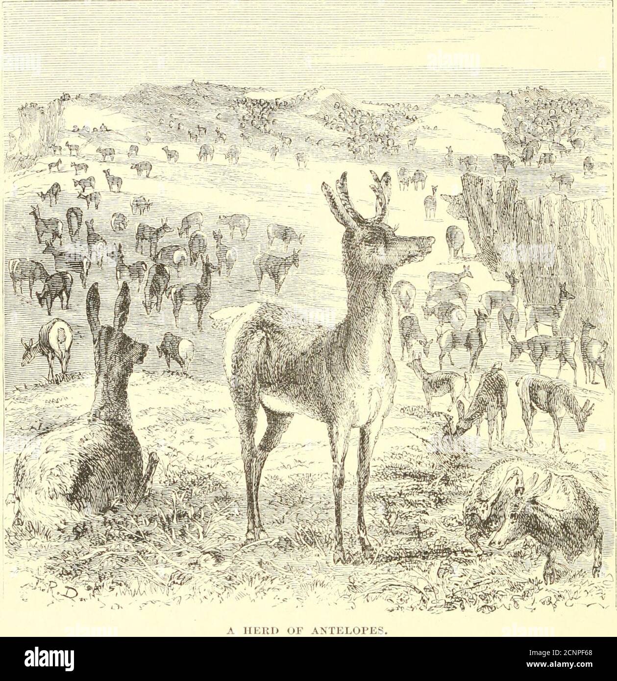 . The young Nimrods in North America : a book for boys . d, as the ...