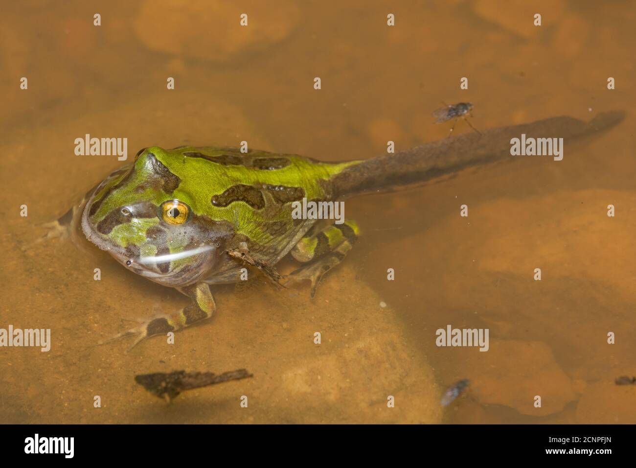Young Pacific horned frog (Ceratophrys stolzmanni) undergo ...