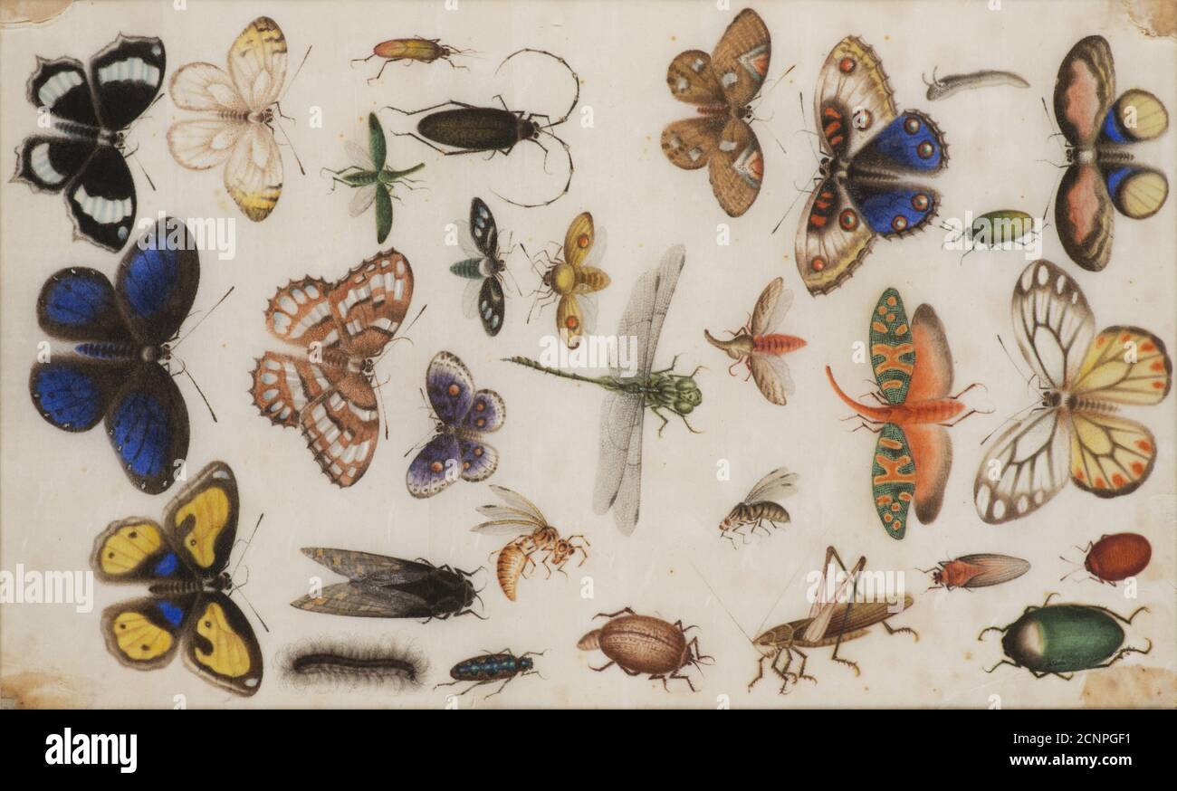 Study of butterflies and insects. Private Collection Stock Photo - Alamy