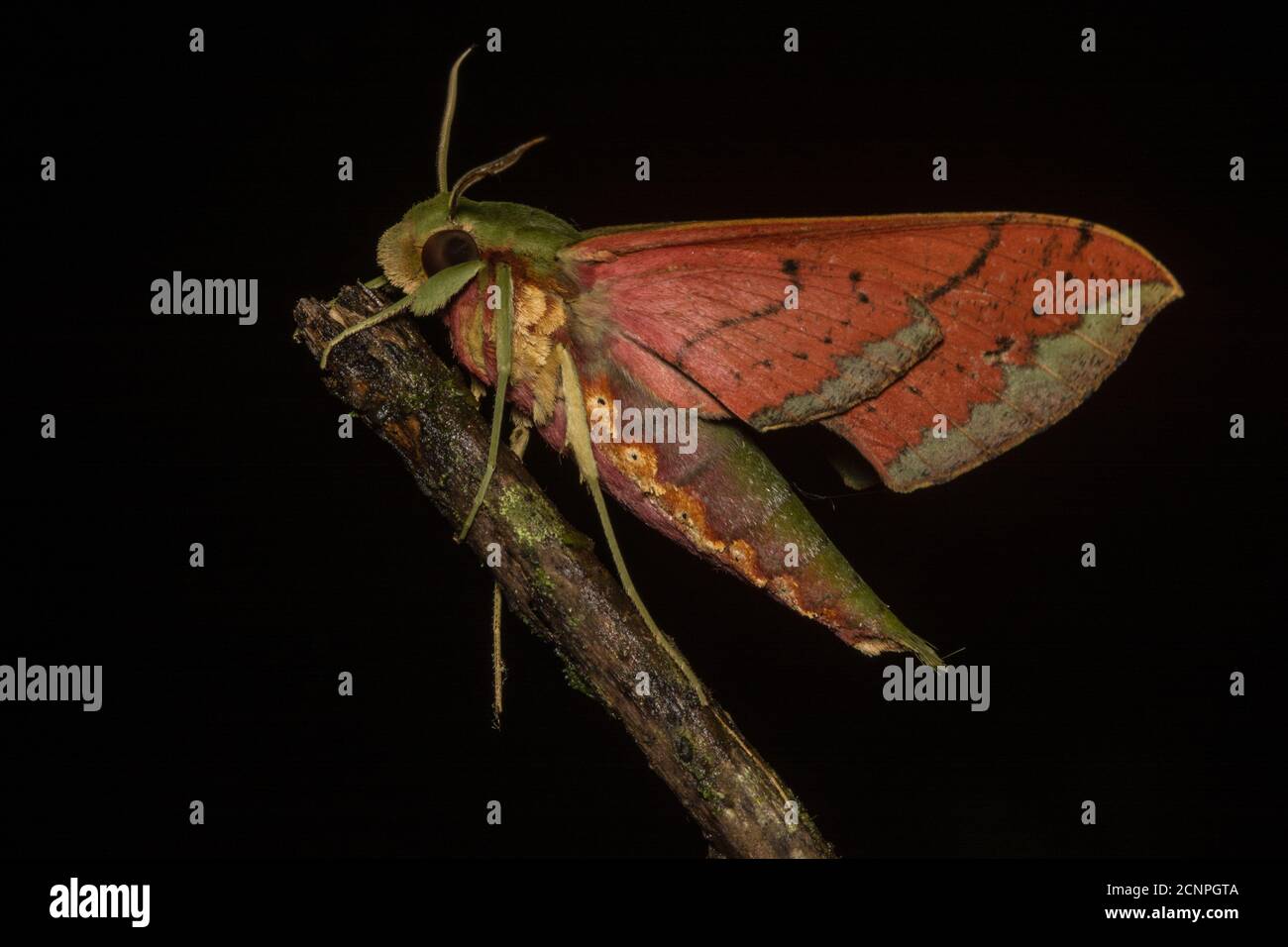 Underwings hi-res stock photography and images - Alamy