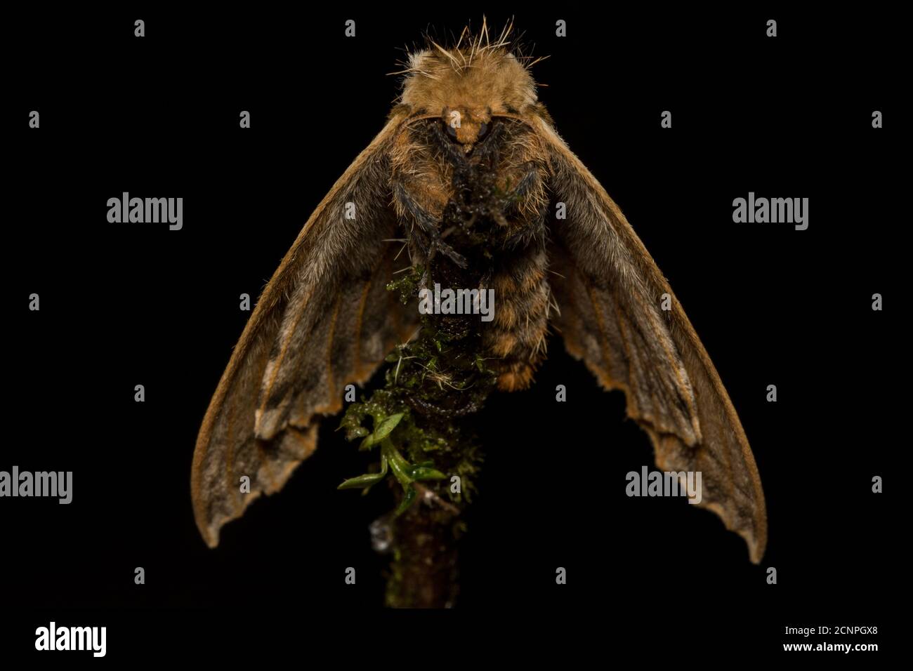 A moth seen head on, from the Ecuadorian cloud forest Stock Photo - Alamy