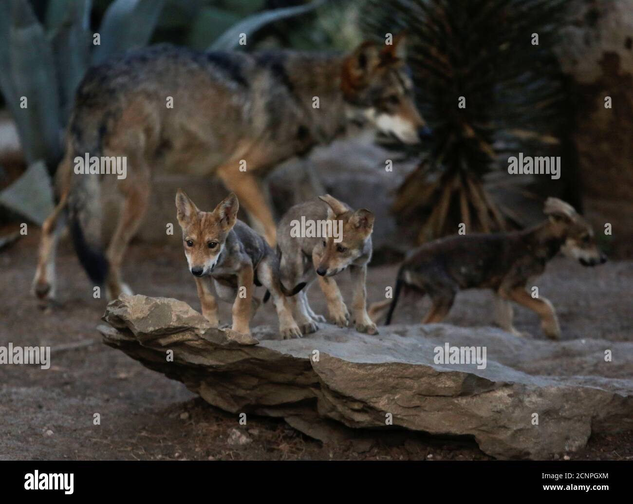 Mexican Gray Wolf High Resolution Stock Photography and Images - Alamy