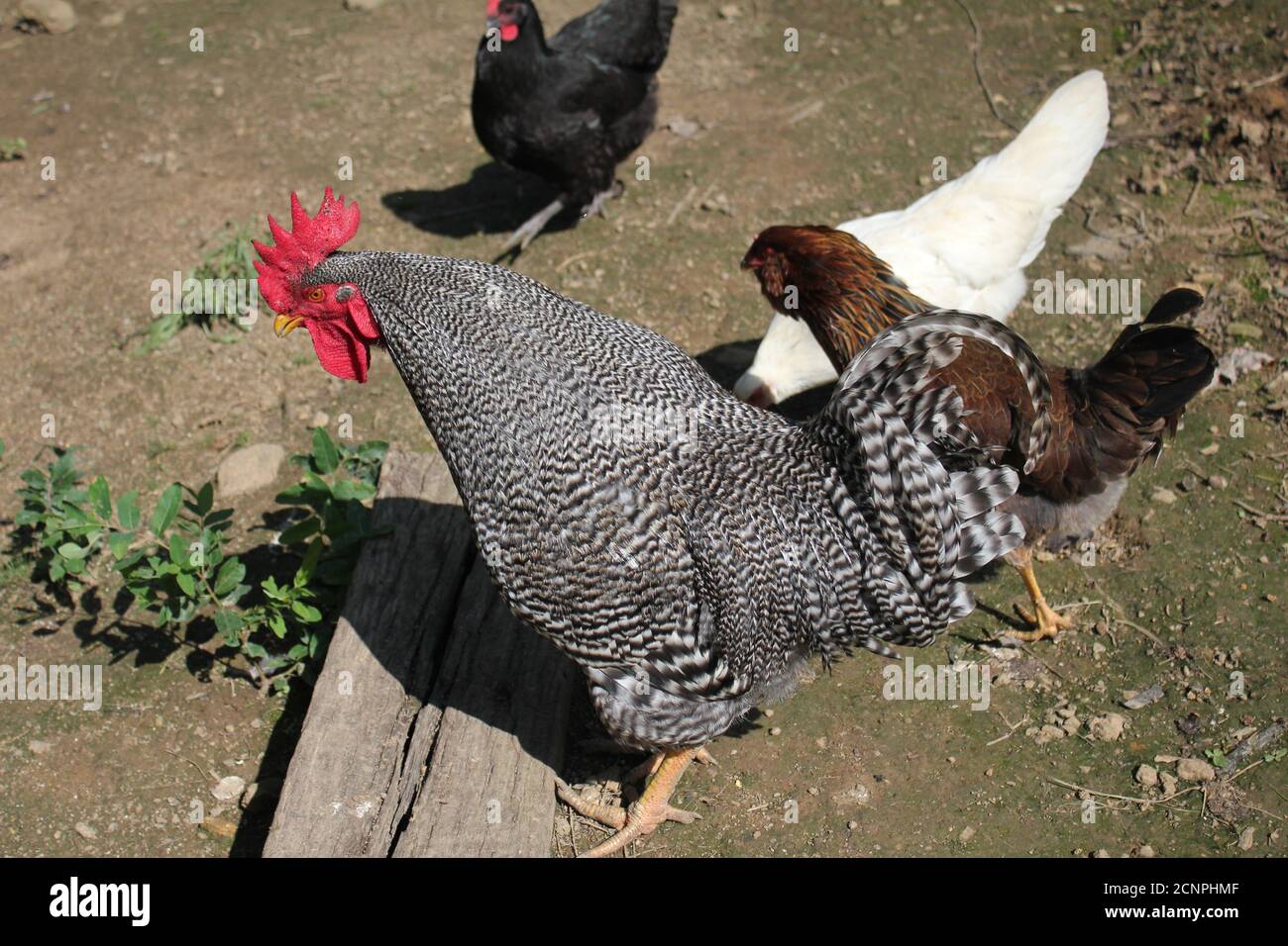 Chicken flock on the farm Stock Photo - Alamy