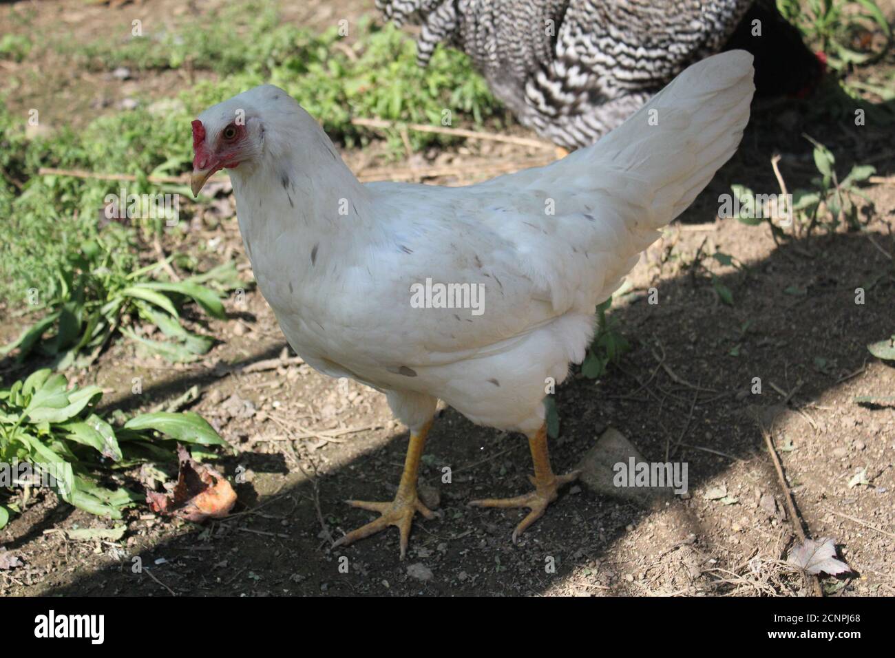Chicken flock on the farm Stock Photo - Alamy