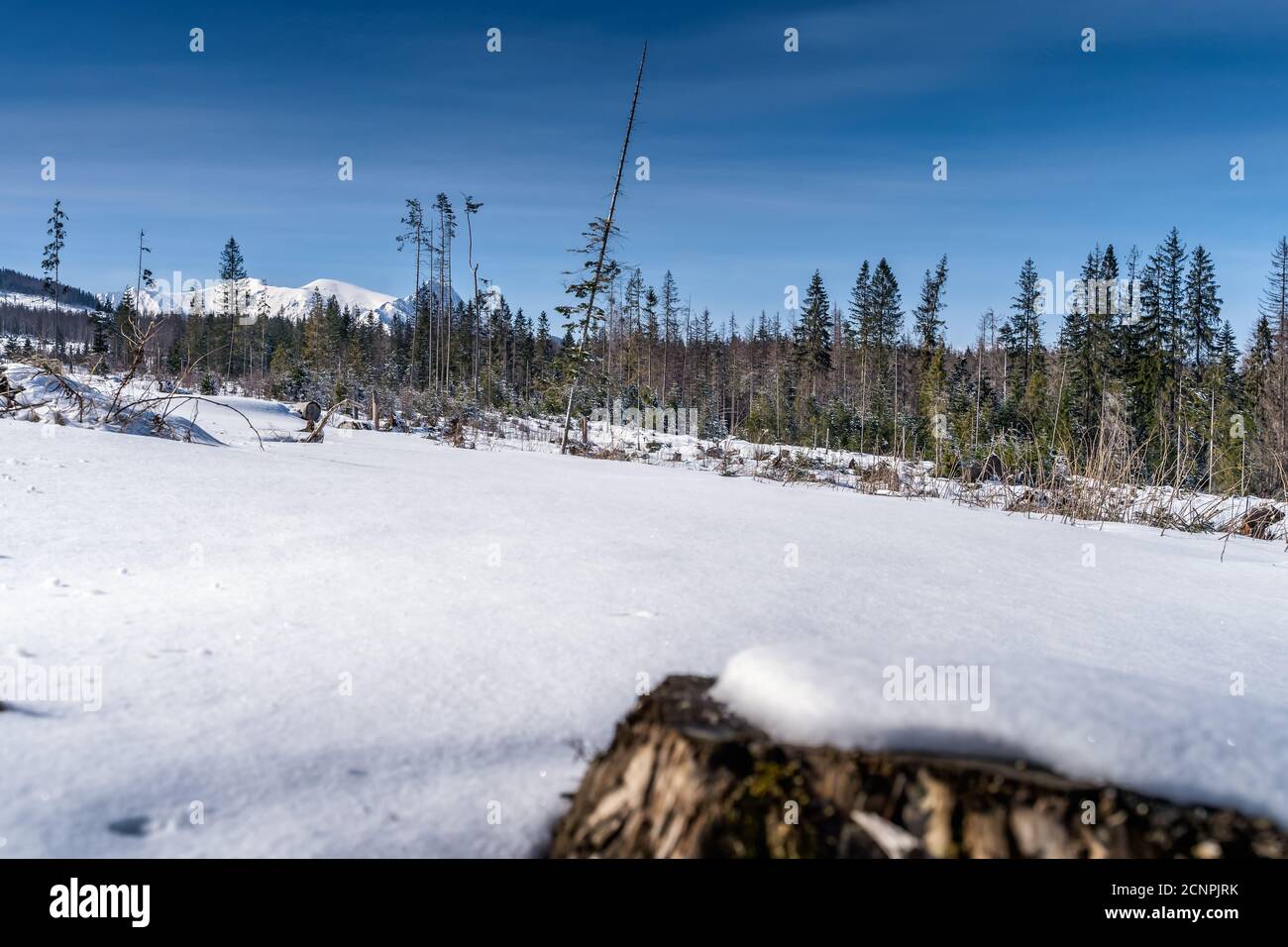 Tree trunk and snow powder in front of the forest, with snow capped ...