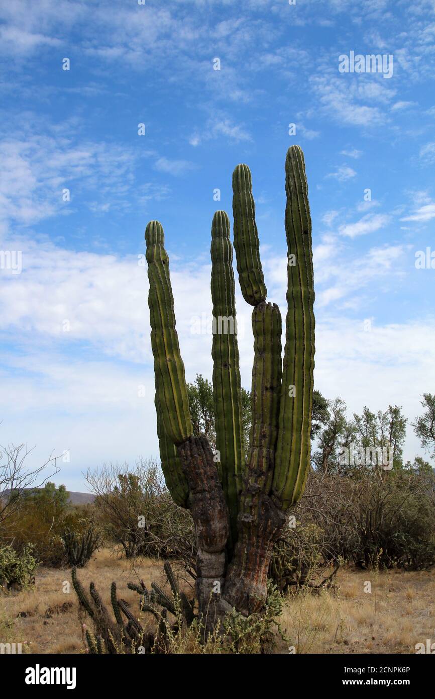Candelabra cactus in the landscape of Baja California Sur, Mexico Stock ...