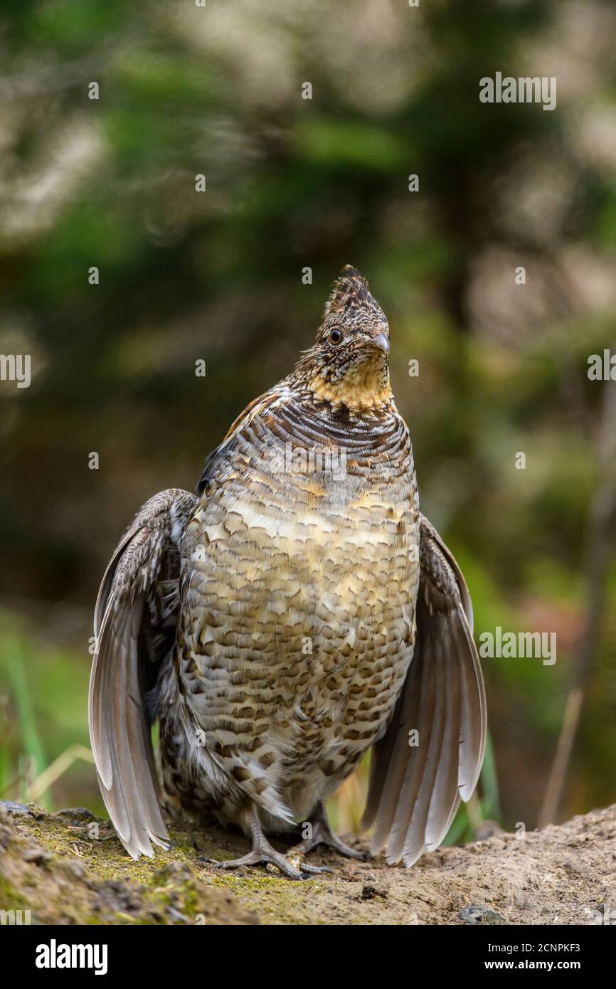 Native american bird dance hi-res stock photography and images - Alamy