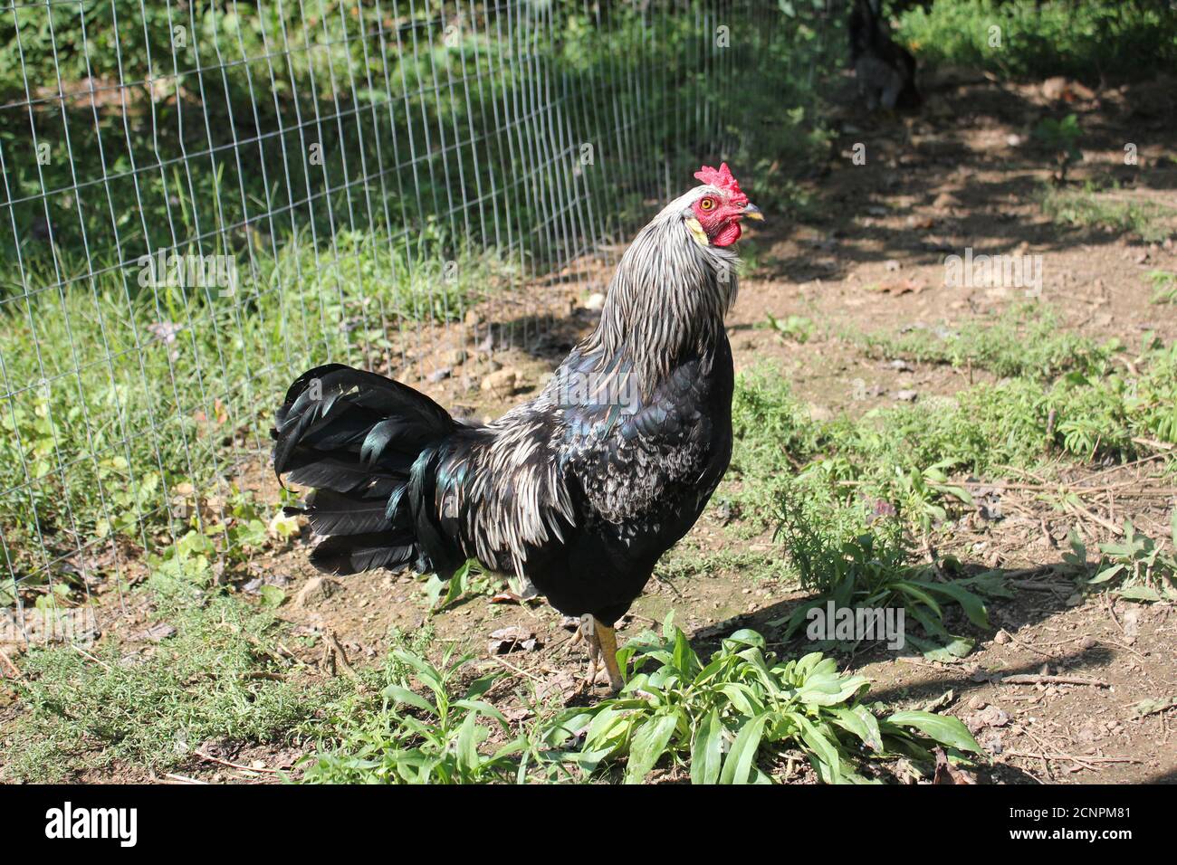 Chicken flock on the farm Stock Photo - Alamy