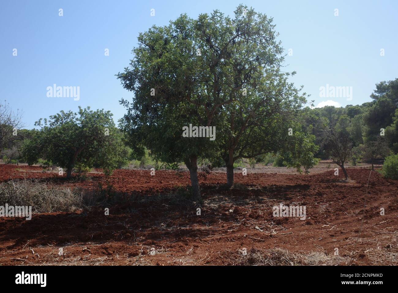 Beautiful view of green trees in a garden Stock Photo - Alamy