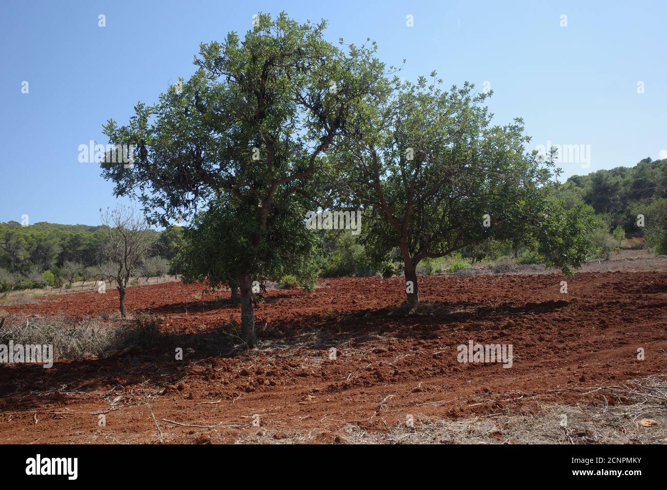 Beautiful view of green trees in a garden Stock Photo - Alamy