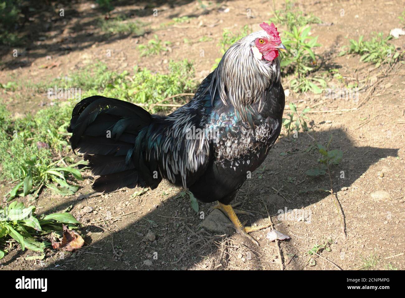 Chicken flock on the farm Stock Photo - Alamy